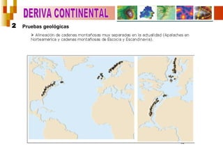 Deriva continental | PPT