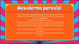 Derivados del mesodermo.pdf