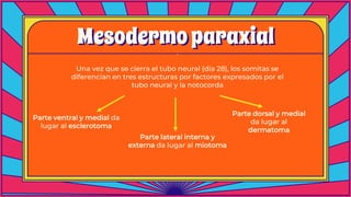 Derivados del mesodermo.pdf