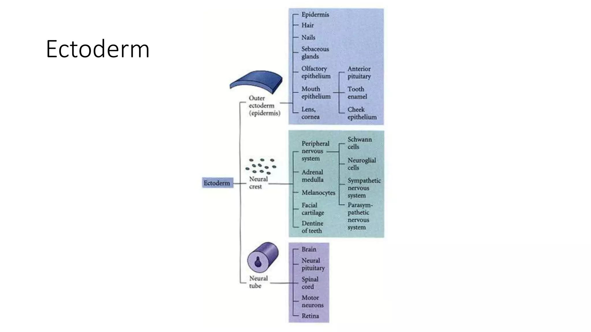 DERIVATIVES OF GERM LAYERS-3.ppt