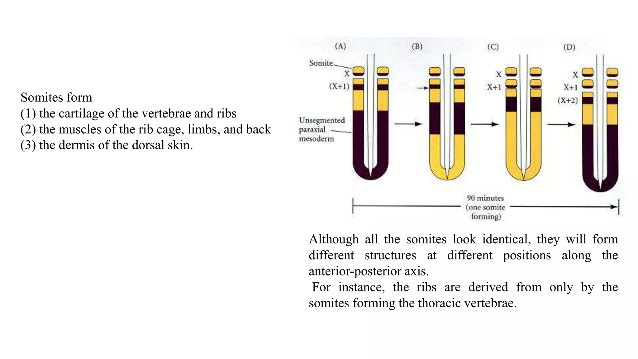 DERIVATIVES OF GERM LAYERS-3.ppt