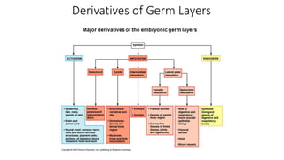 DERIVATIVES OF GERM LAYERS-3.ppt