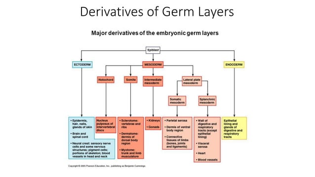 DERIVATIVES OF GERM LAYERS-3.ppt | Biological Sciences | Science