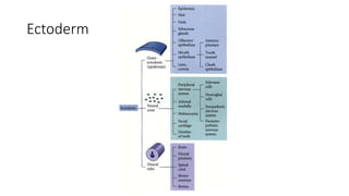 DERIVATIVES OF GERM LAYERS-3.ppt