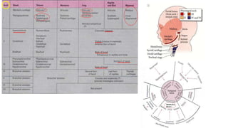 DERIVATIVES OF GERM LAYERS-3.ppt