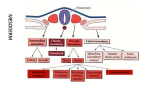 DERIVATIVES OF GERM LAYERS-3.ppt