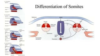 DERIVATIVES OF GERM LAYERS-3.ppt