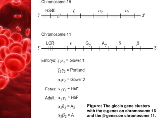 Major forms of hemoglobin and its derivatives/hemoglobinopathies | PPSX