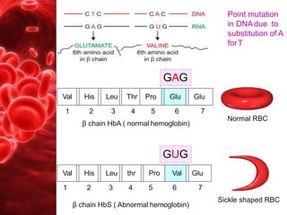 Major forms of hemoglobin and its derivatives/hemoglobinopathies | PPSX