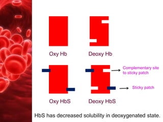 Major forms of hemoglobin and its derivatives/hemoglobinopathies | PPSX