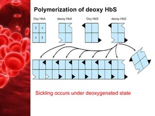 Major forms of hemoglobin and its derivatives/hemoglobinopathies | PPSX