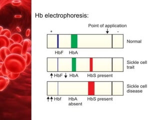 Major forms of hemoglobin and its derivatives/hemoglobinopathies | PPSX