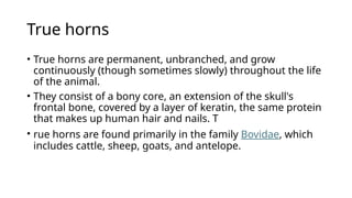 Derivatives of integument scales, beaks, horns,.pptx