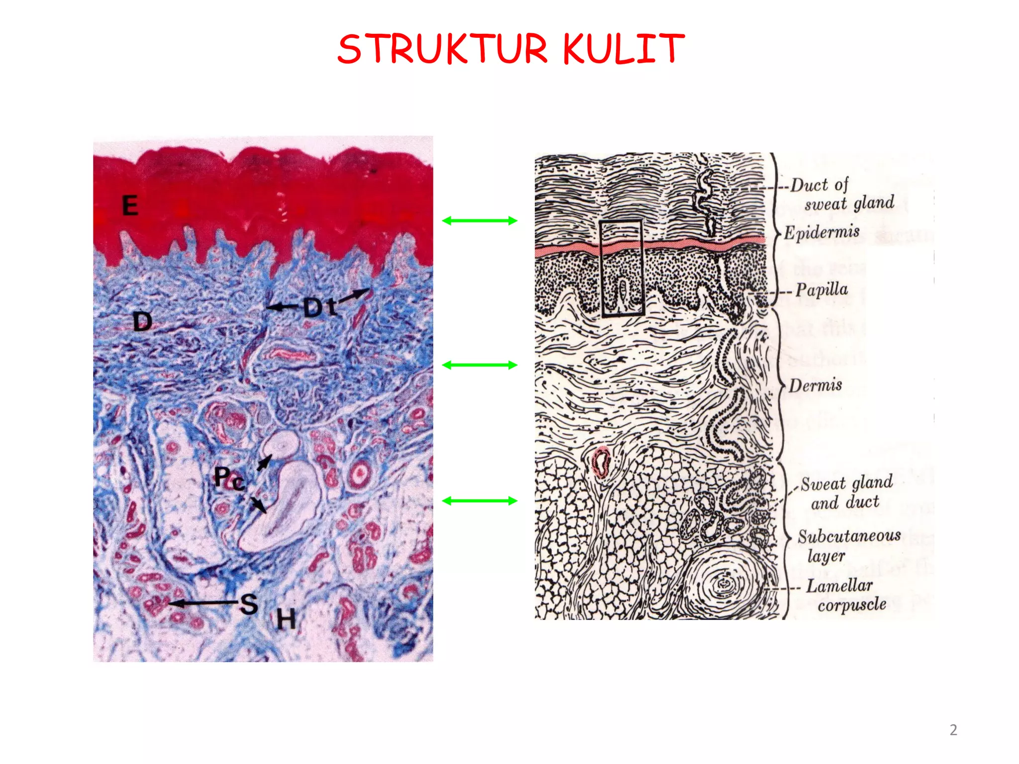 Derivat kulit (modul kulit dan jaringan penunjang) | PPT