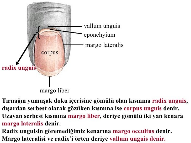 Deri ve eklentileri (fazlası için www.tipfakultesi.org )
