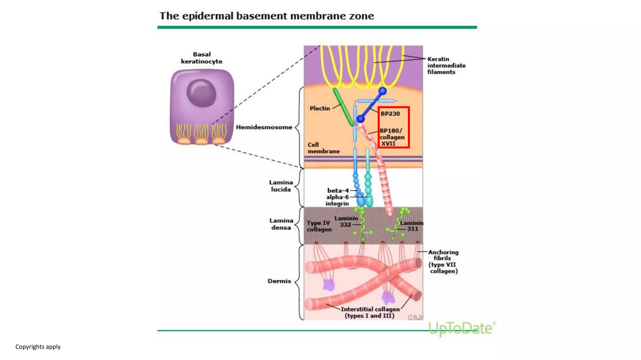 Dermatology case presentation | PDF
