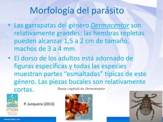 Dermacentor spp. | PPTX