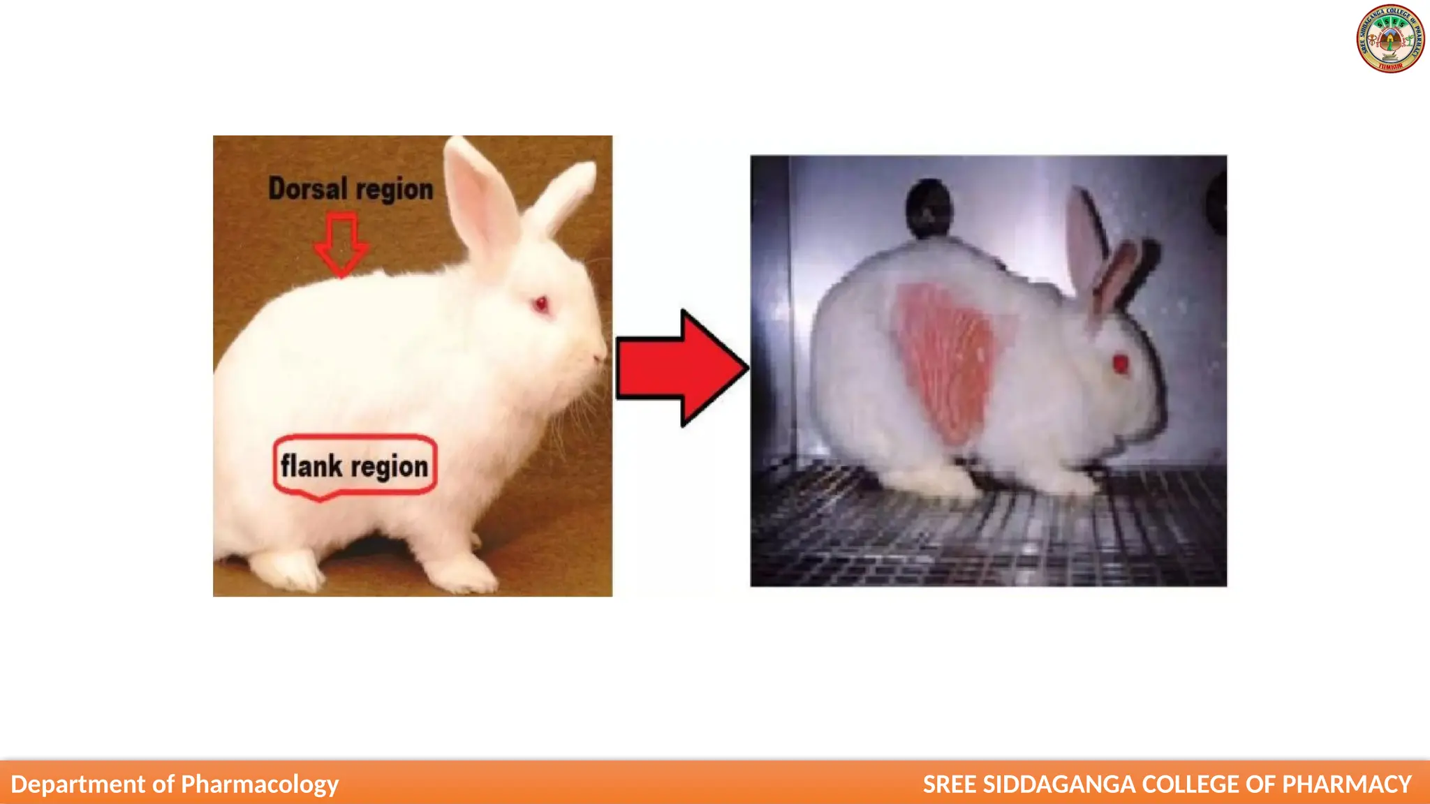 dermal irritation.pptx /skin irritation/ skin related diseases | PPTX