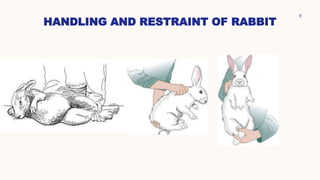 dermal irritation and dermal toxicity studies.pptx