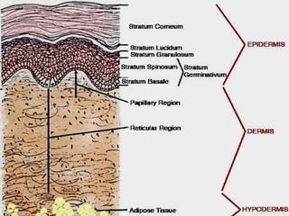 Dermal route | PPT
