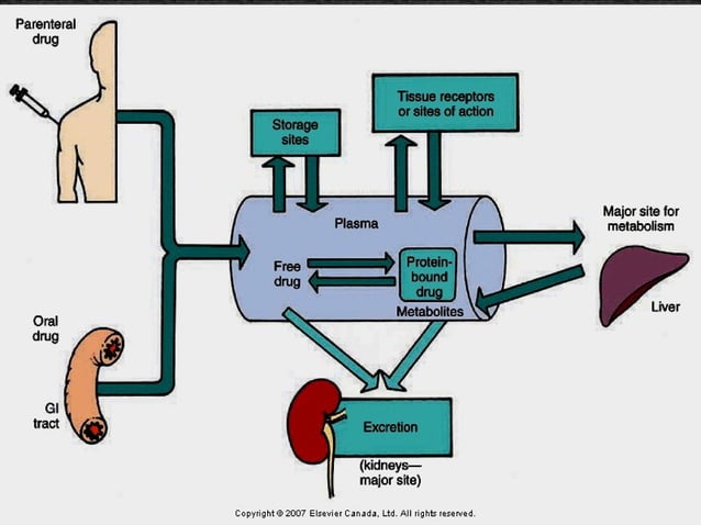 Dermal route | PPT