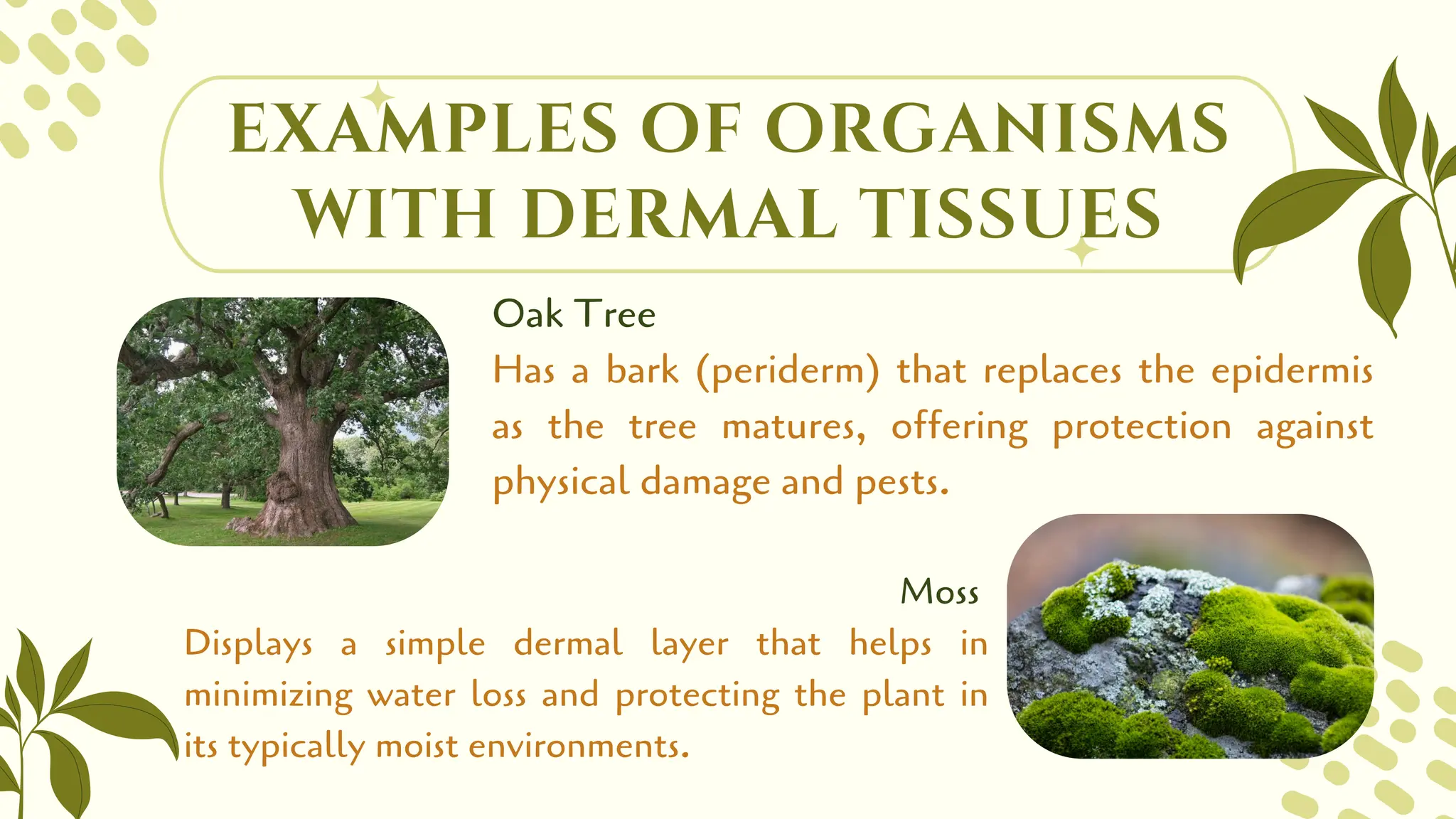 Dermal Tissues - Explain the different kinds of tissue.pdf