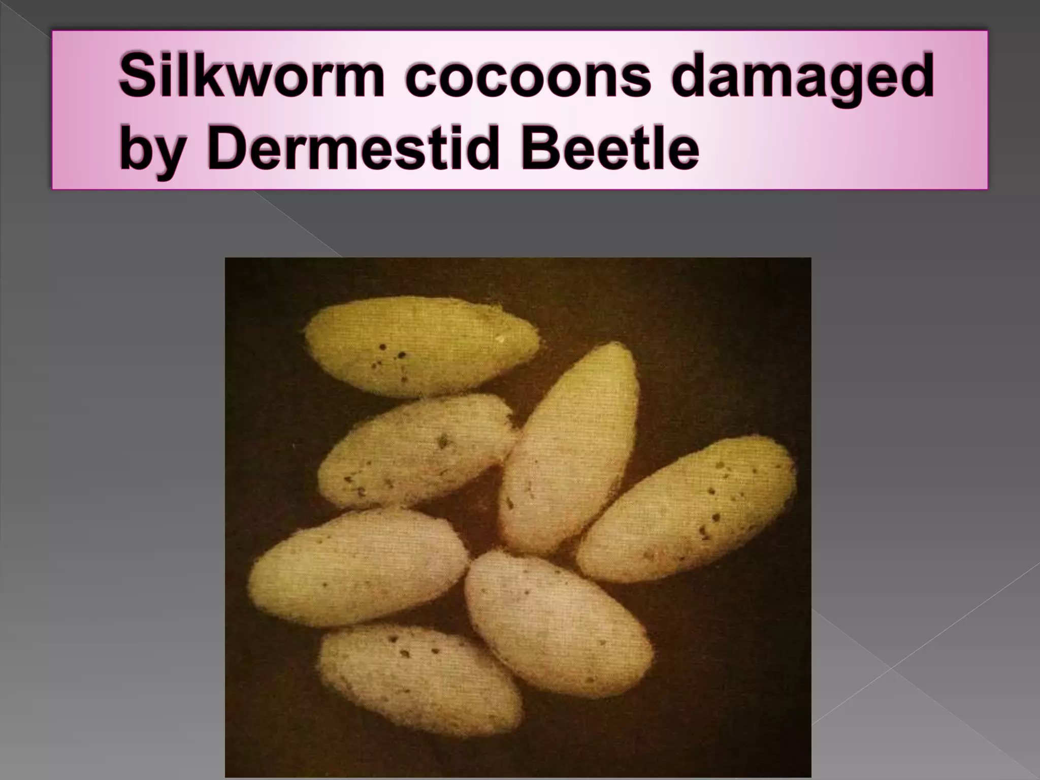 importance of Dermastid beetle in silkworm | PPTX