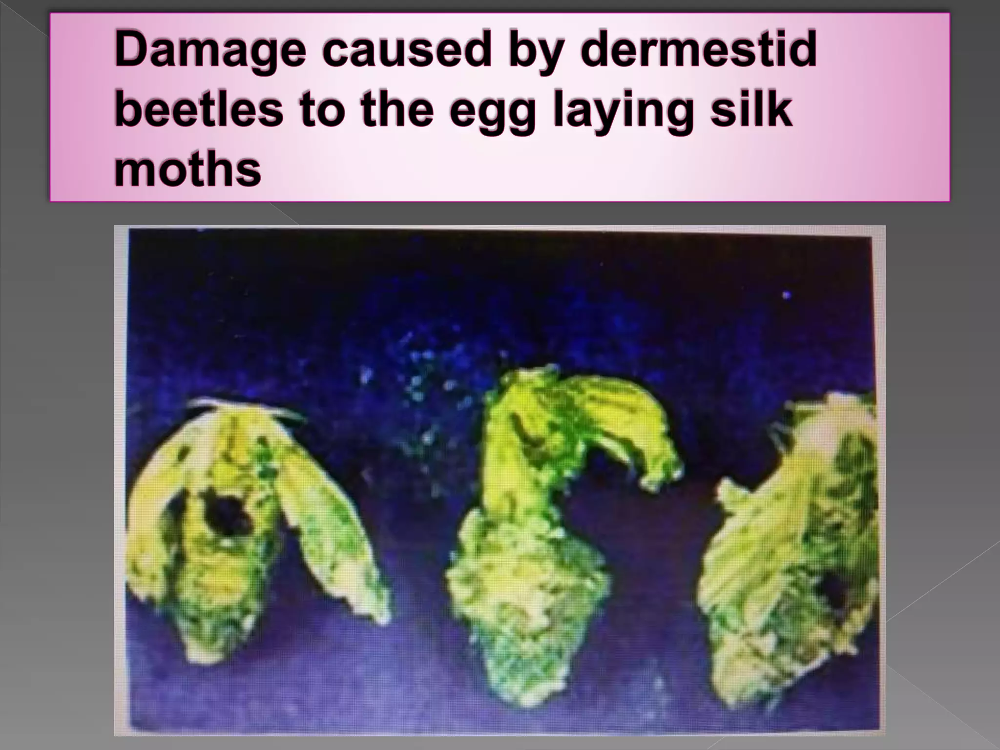 importance of Dermastid beetle in silkworm | PPTX