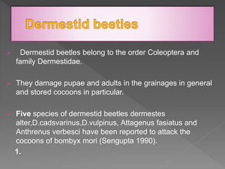 importance of Dermastid beetle in silkworm | PPTX