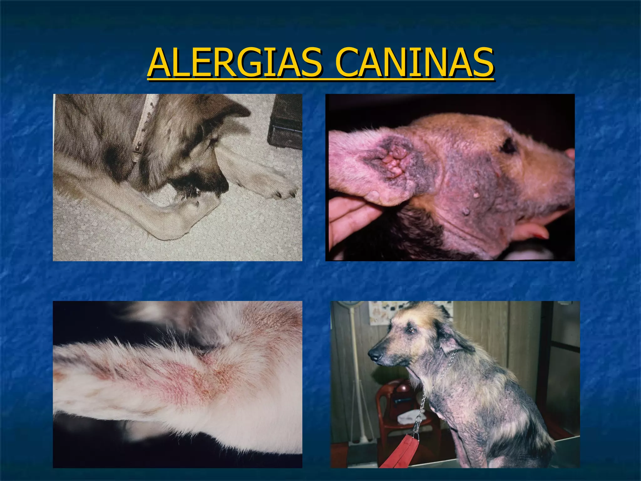 Dermatatologia Sindrome Seborreico Canino | PPS