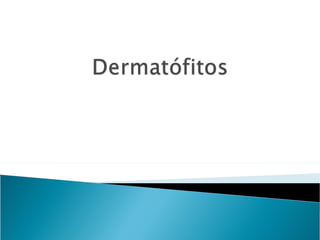 Dermatófitos | PPT