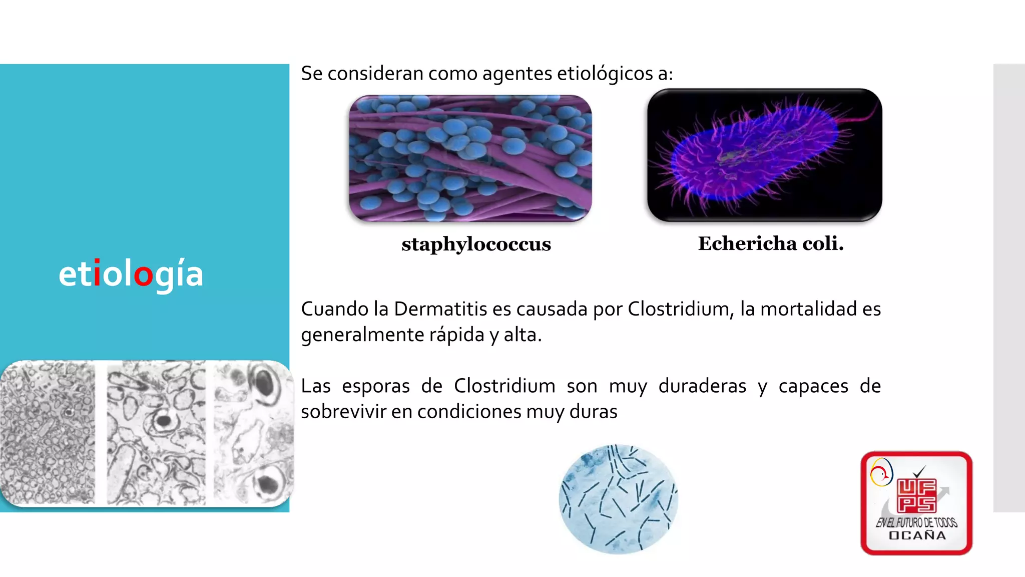 Enfermedad Bacterial / Dermatitis