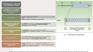 DERMATITIS ATOPICA I PARTE 1 FISIOPATOLOGIA | PPTX
