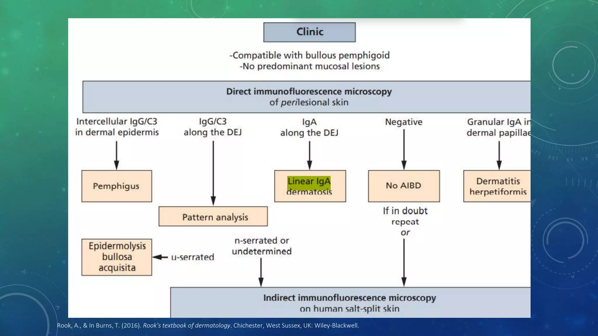 Dermatitis por IgA lineal | PPTX