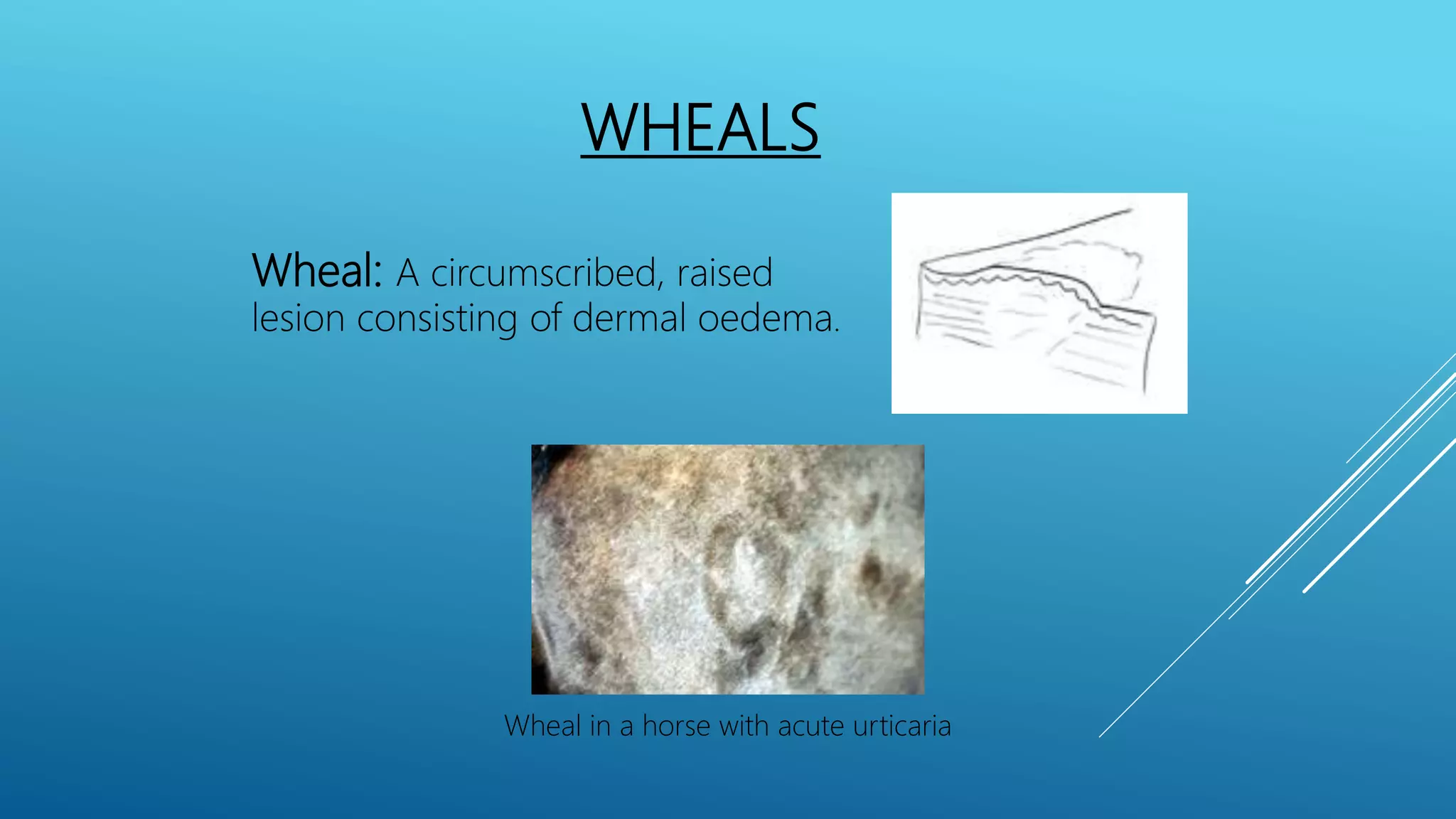 Dermatitis in animals types and lesions | PPTX