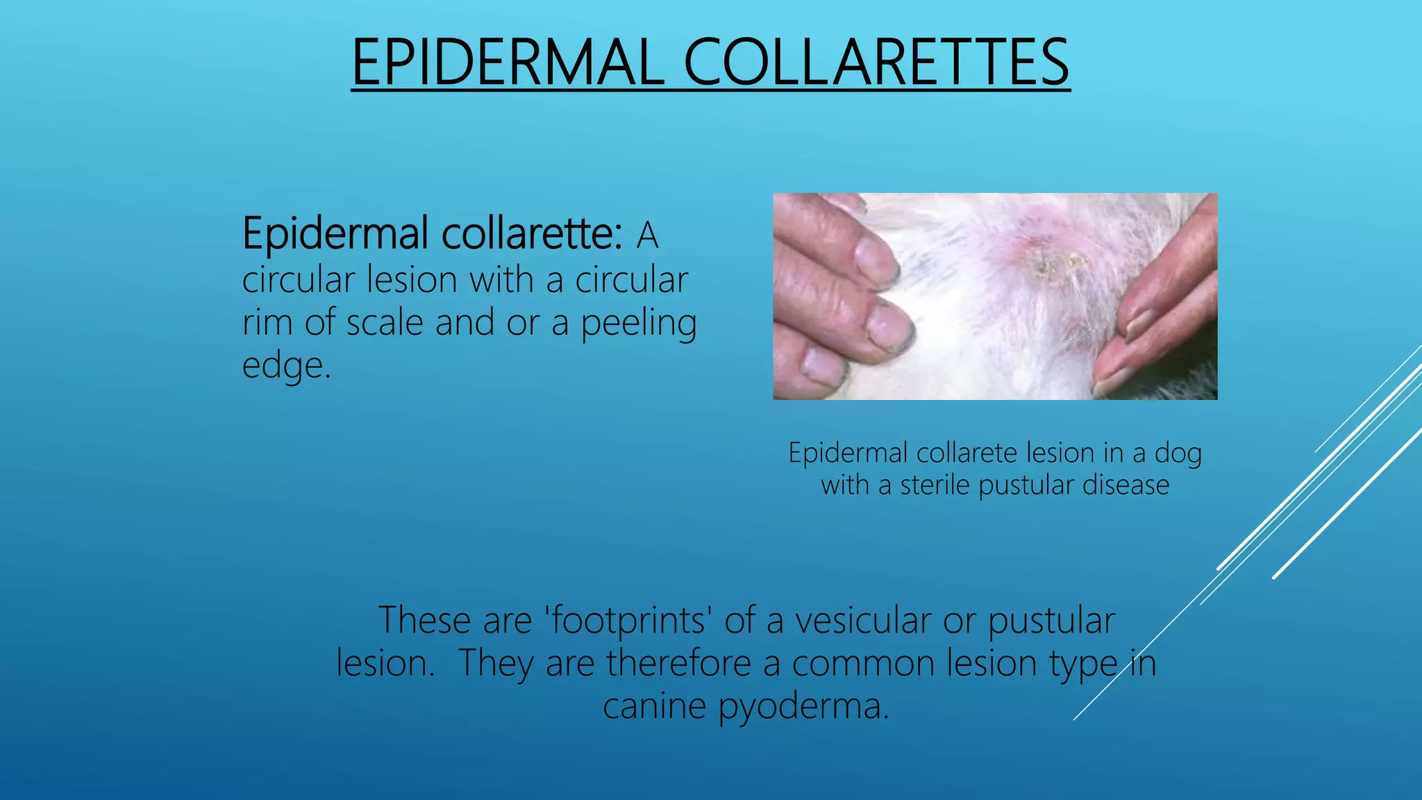Dermatitis in animals types and lesions | PPTX