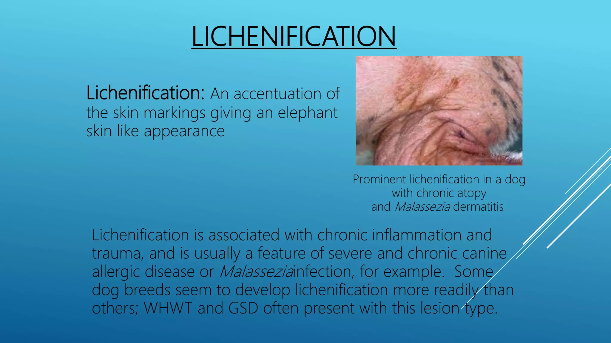 Dermatitis in animals types and lesions | PPTX