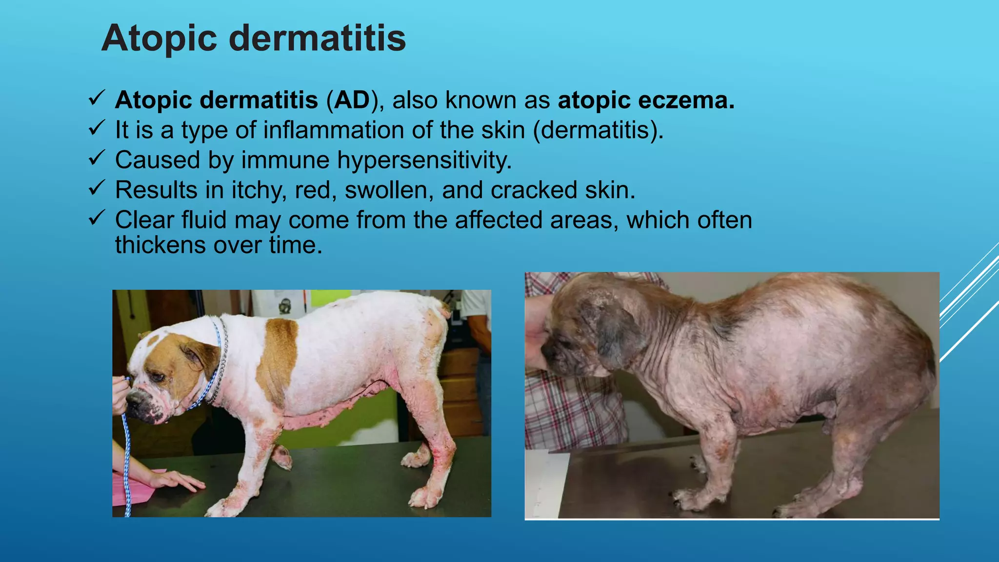 Dermatitis in animals types and lesions | PPTX