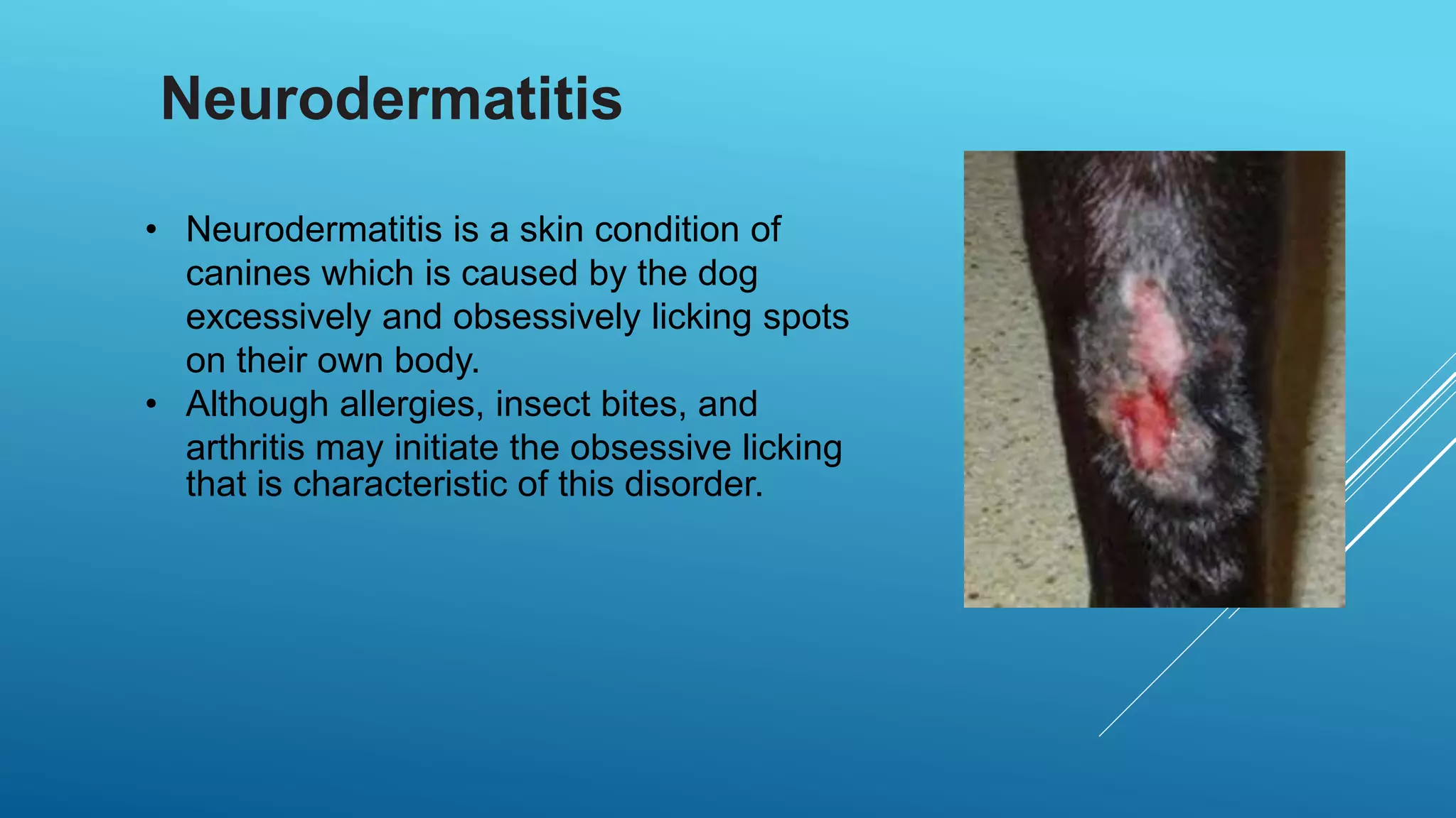 Dermatitis in animals types and lesions | PPTX