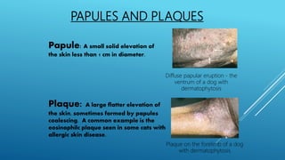 Dermatitis in animals types and lesions | PPTX