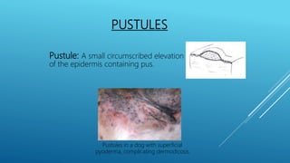 Dermatitis in animals types and lesions | PPTX