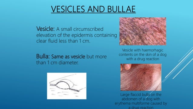 Dermatitis in animals types and lesions | PPTX
