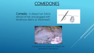 Dermatitis in animals types and lesions | PPTX