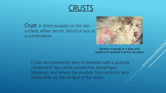Dermatitis in animals types and lesions | PPTX