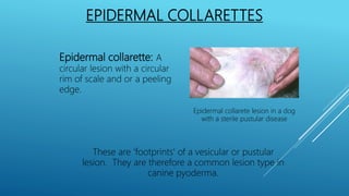 Dermatitis in animals types and lesions | PPTX