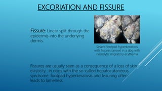 Dermatitis in animals types and lesions | PPTX