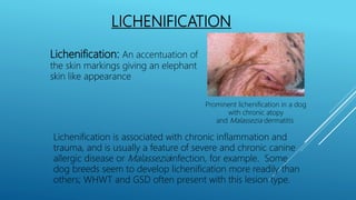 Dermatitis in animals types and lesions | PPTX