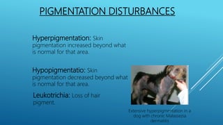 Dermatitis in animals types and lesions | PPTX