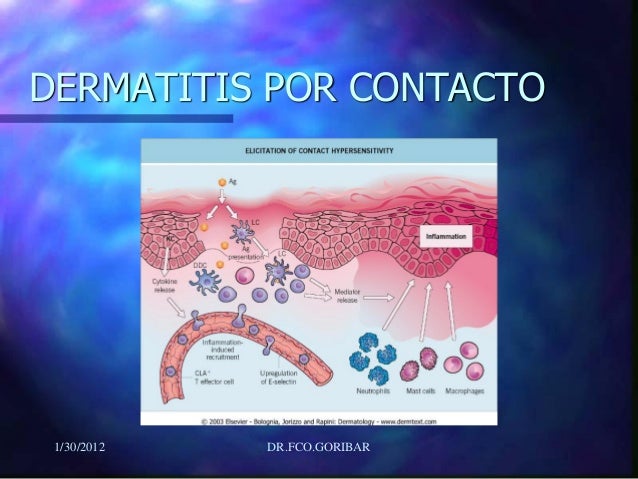 Anatomia piel/Dermatitis por contacto