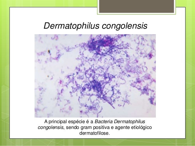 Dermatofilose dermatofitose e feridas